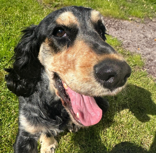 About Us – Wuffies